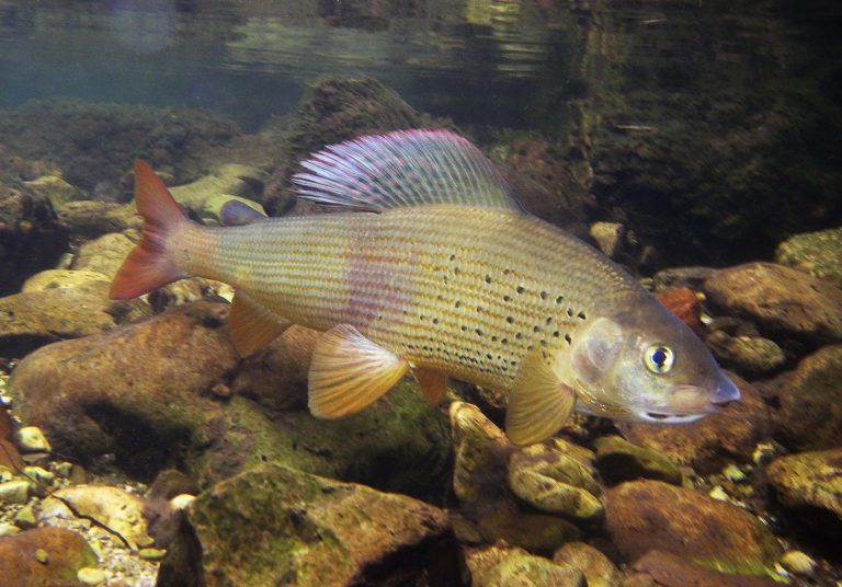 Lipan – Ribiška družina Idrija